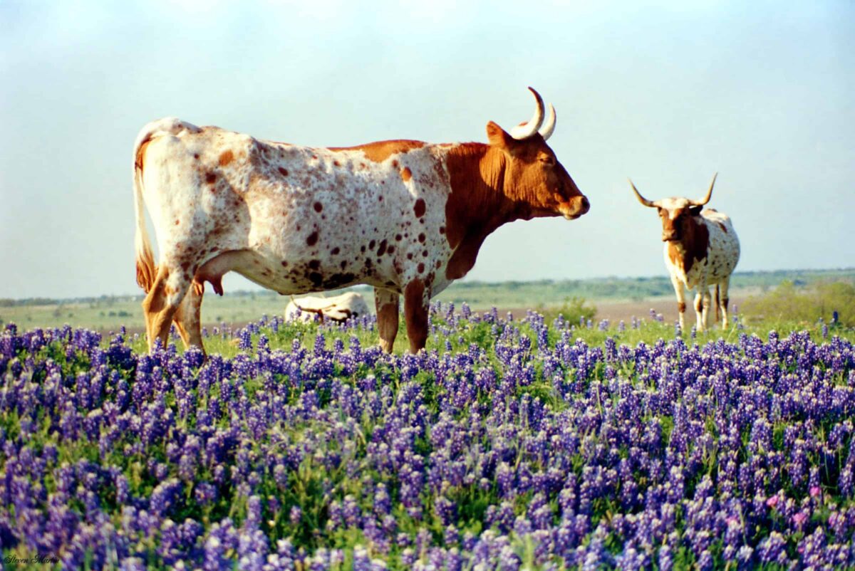 Everything to know about the 2026 bluebonnet season in Texas